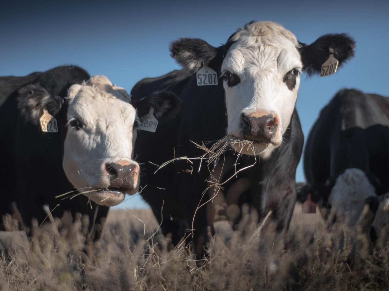 The Cheek Ranch – Central Oklahoma's Premiere Angus X Beef