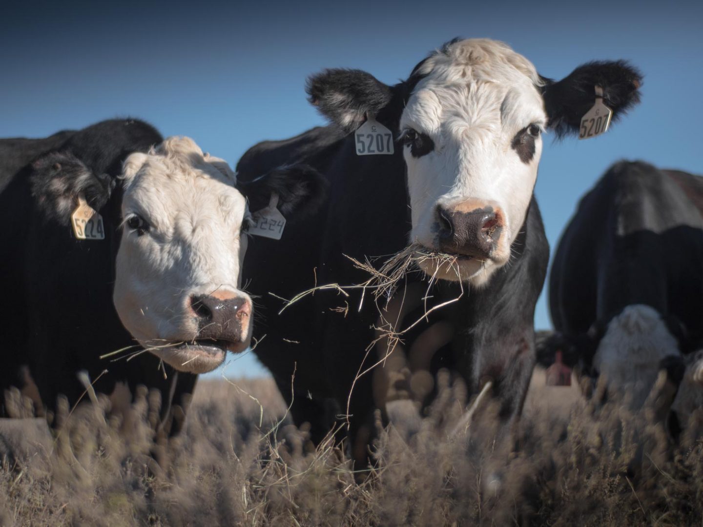 The Cheek Ranch – Central Oklahoma's Premiere Angus X Beef